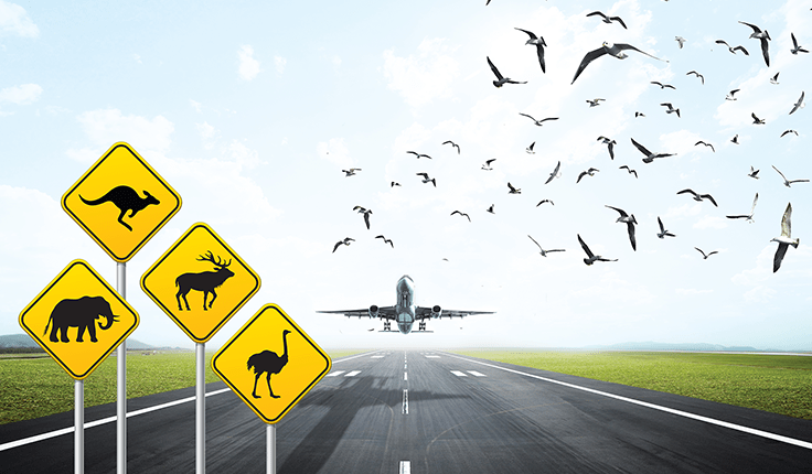 New bird strike analyses will be available at the Wildlife Strike Hazard Reduction Symposium ...